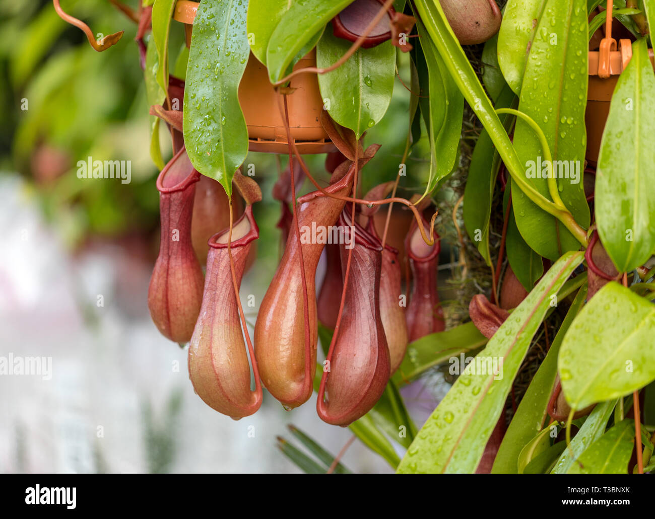 Nepenthes also known as tropical pitcher plants Stock Photo - Alamy