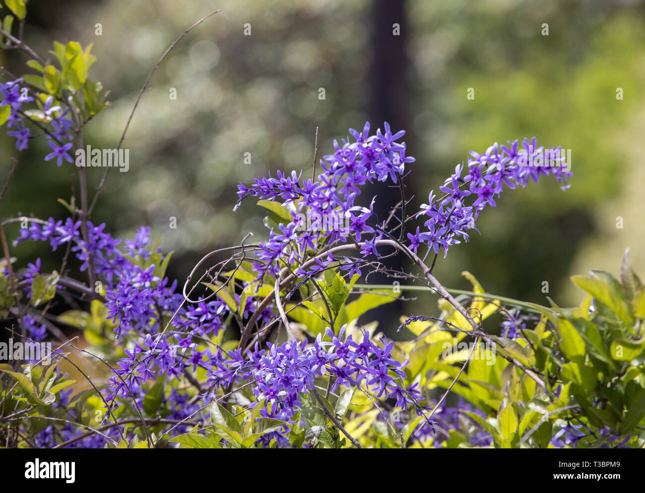Petrea volubilis with purple decorative flowers in garden Stock Photo ...