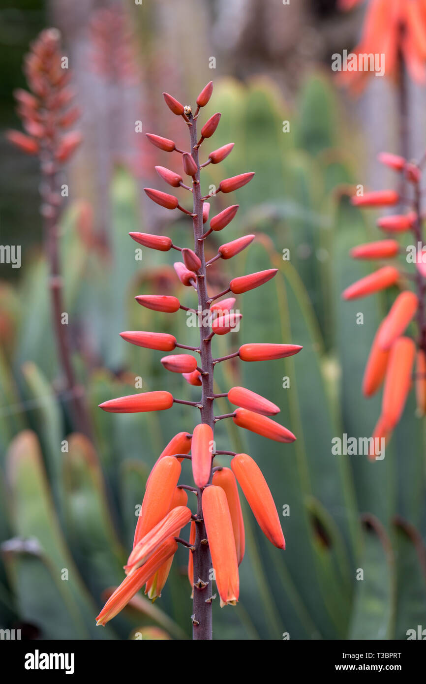 Aloe plant in bloom. Spectacular tall bright orange tubular flower ...