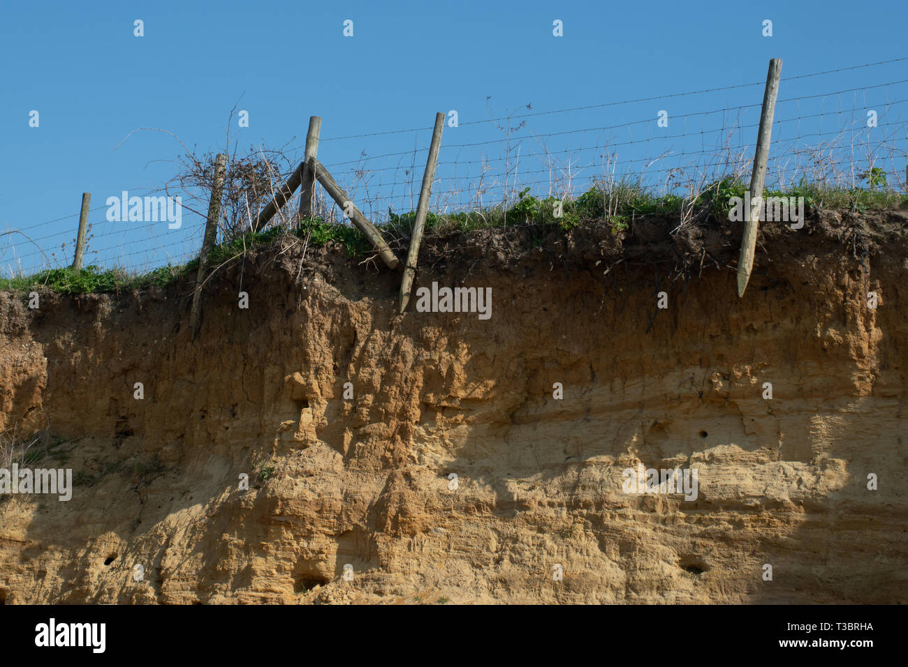 Coastal erosion illustrated by row of exposed fence posts nest to path ...