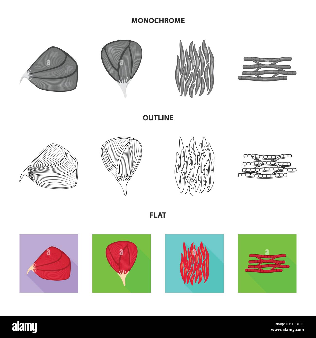Vector illustration of fiber and muscular symbol. Set of fiber and body ...