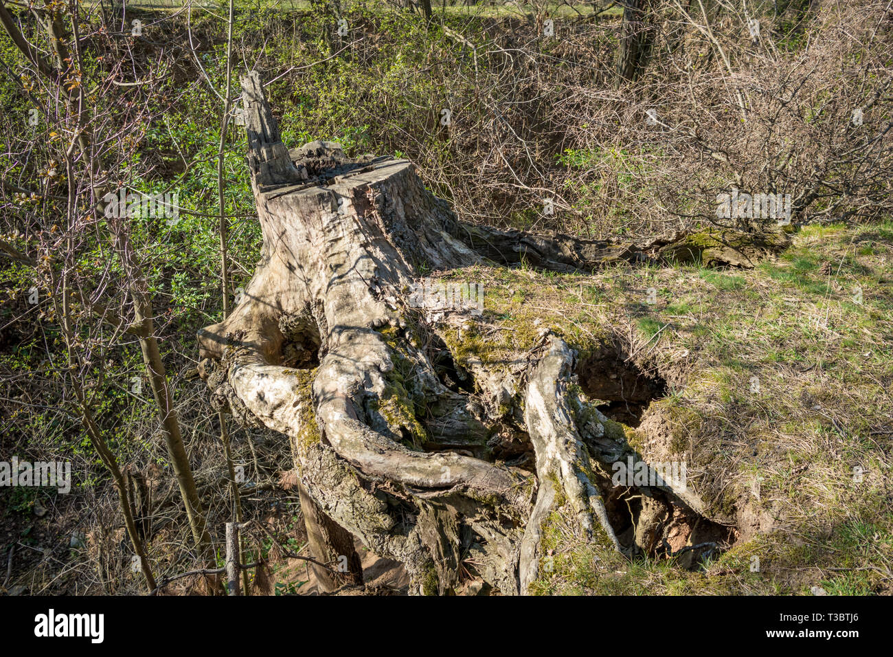 Tree stump with moss and grass hi-res stock photography and images - Alamy