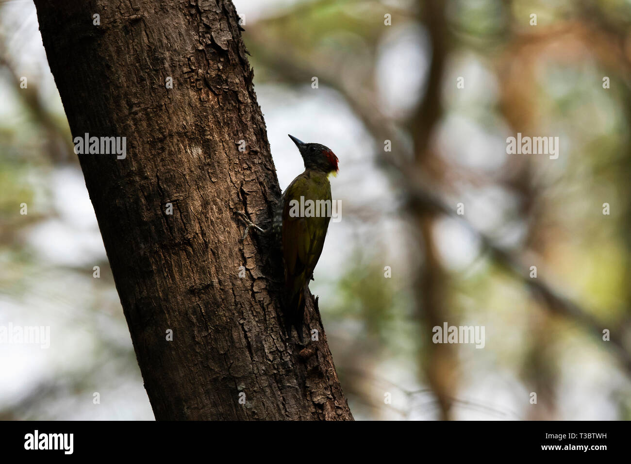 Lesser Yellownape woodpecker, Picus chlorolophus, Western Ghats, India ...