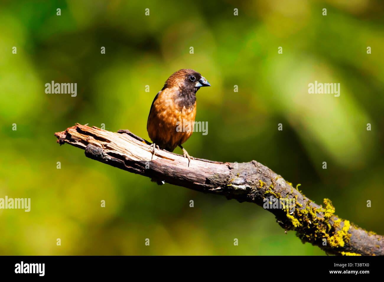 Black throated munia or Jerdon's mannikin, Lonchura kelaarti, Western ...