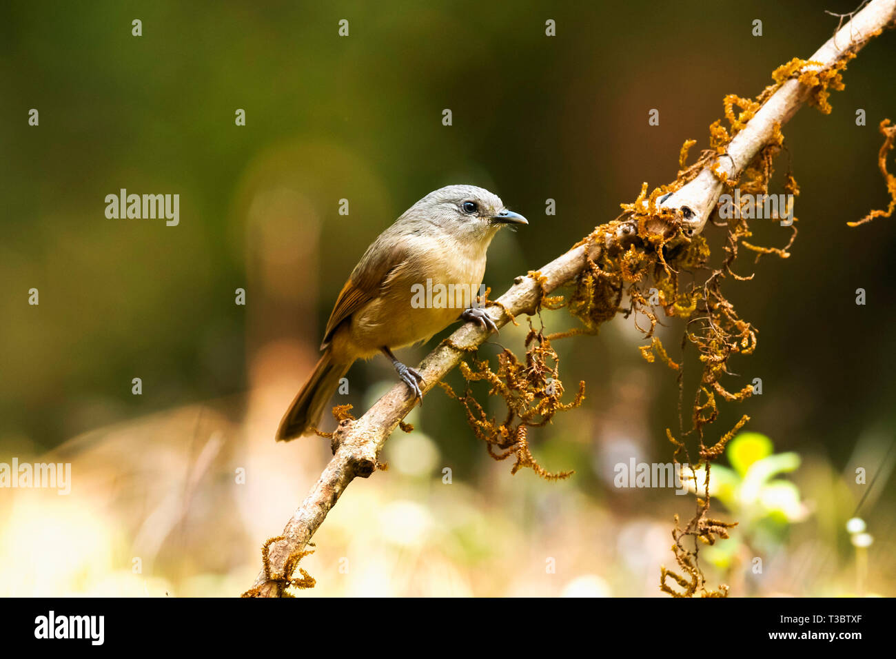 Brown-cheeked fulvetta, Alcippe poioicephala, Western Ghats, India ...