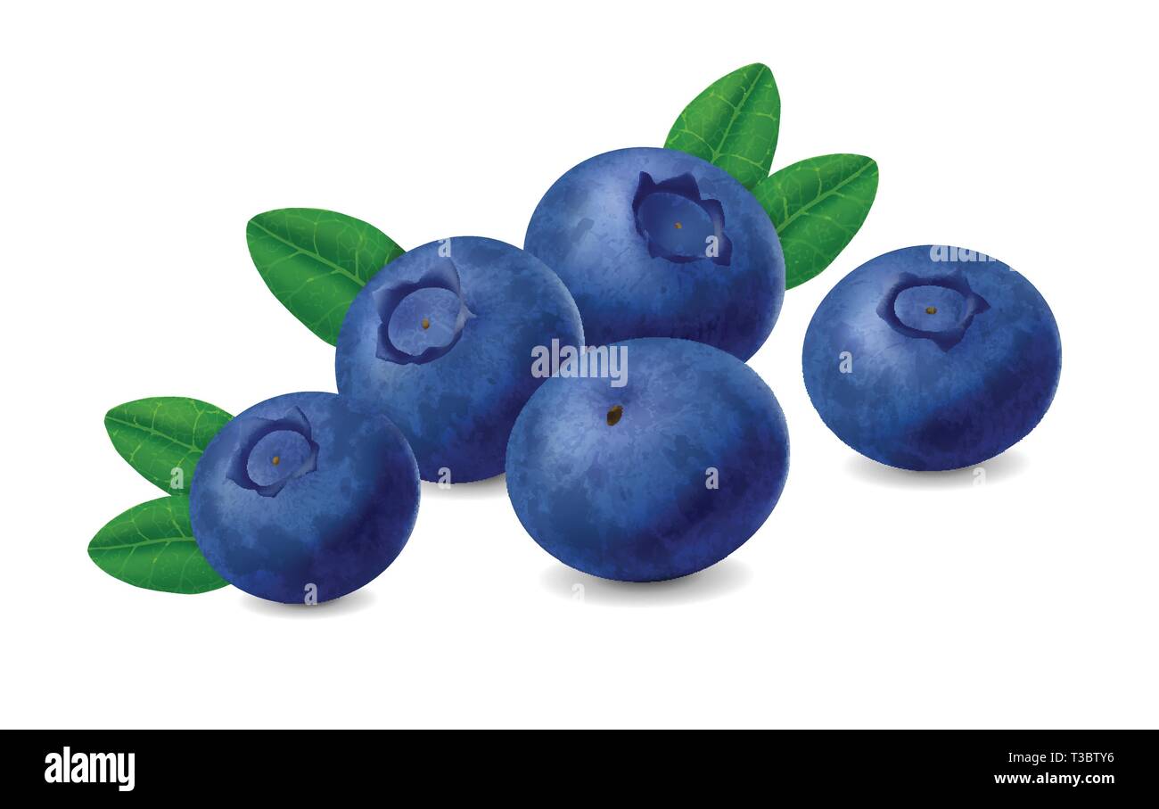 Blueberry isolated on white background. Realistic illustration Stock ...