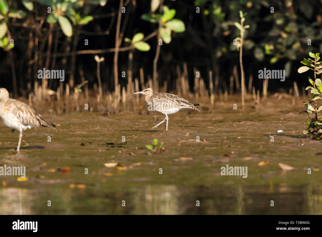 Waders of india hi-res stock photography and images - Alamy