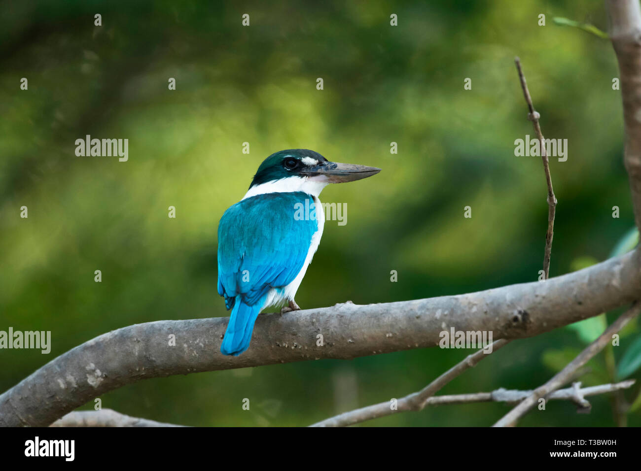 Blue green kingfisher hi-res stock photography and images - Alamy