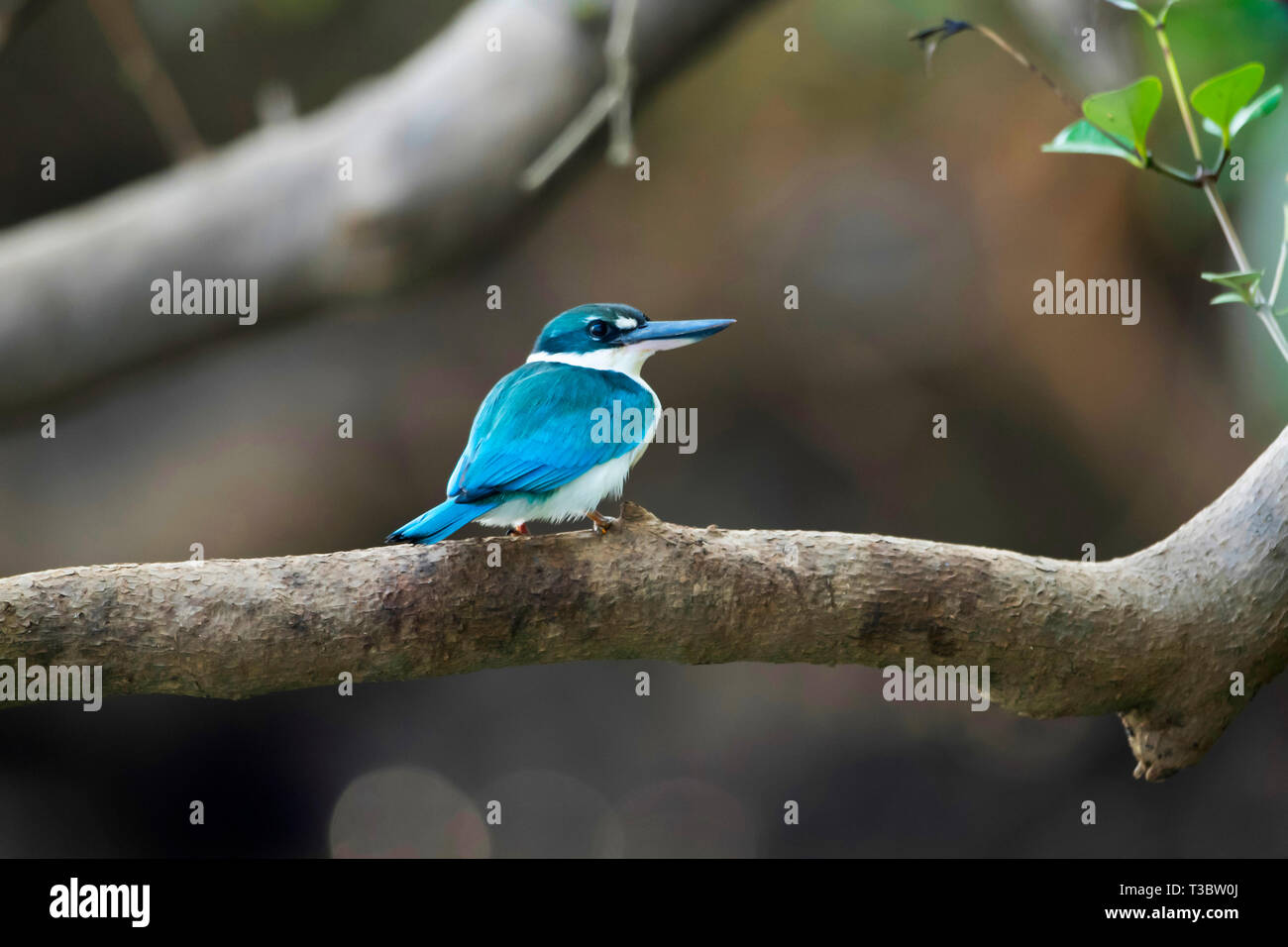 Kingfisher blue hi-res stock photography and images - Alamy