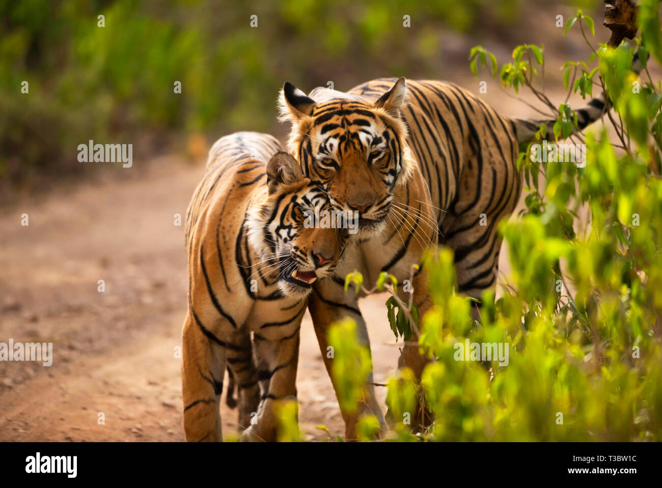 Two tigers hi-res stock photography and images - Alamy