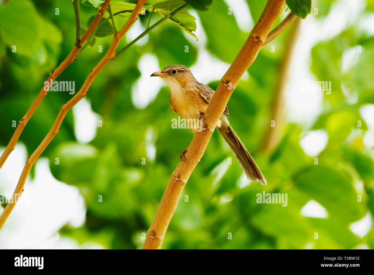 Common babbler, Turdoides caudata, Ranthambore Tiger Reserve, Rajasthan ...