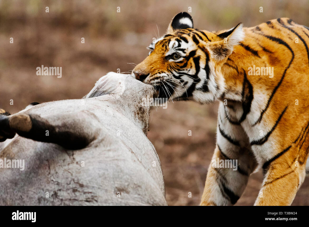 Tiger with kill, Panthera tigris, Ranthambore Tiger Reserve, Rajasthan ...