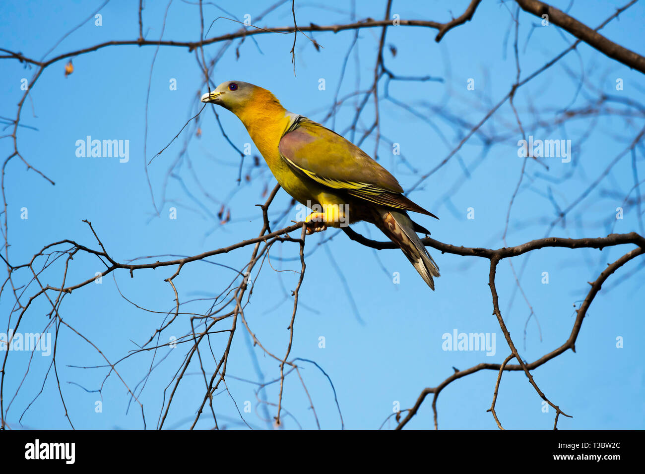 Yellow-footed green pigeon, Treron phoenicoptera, Ranthambore Tiger Reserve, Rajasthan, India ...
