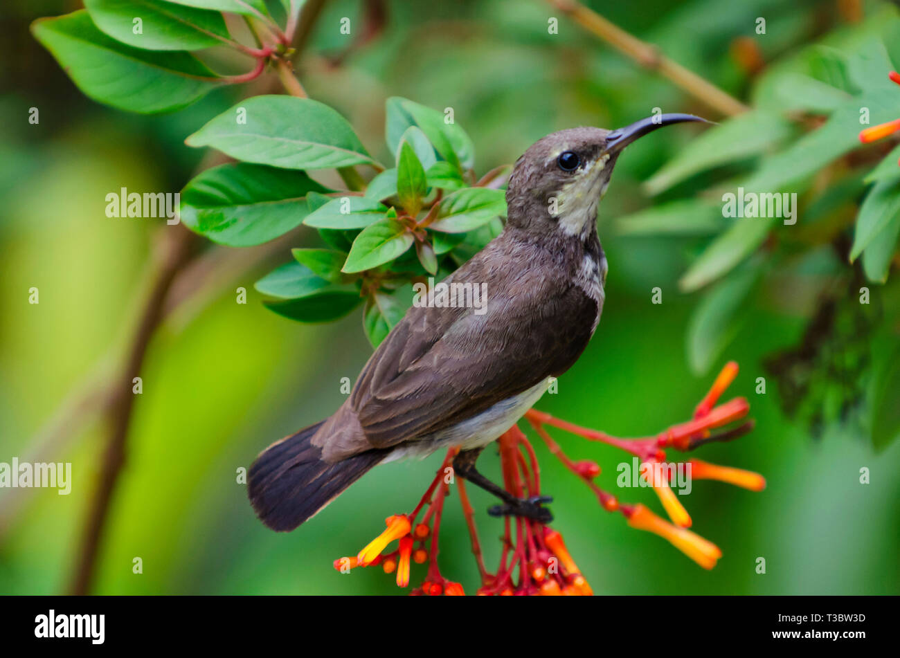 Indian sunbird hi-res stock photography and images - Alamy