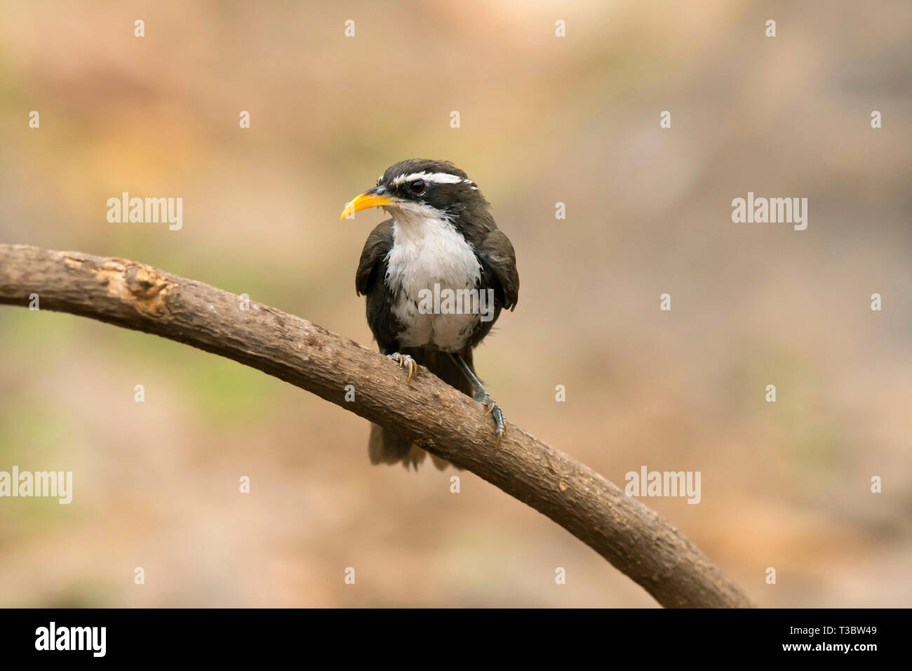 Scimitar babbler india hi-res stock photography and images - Alamy