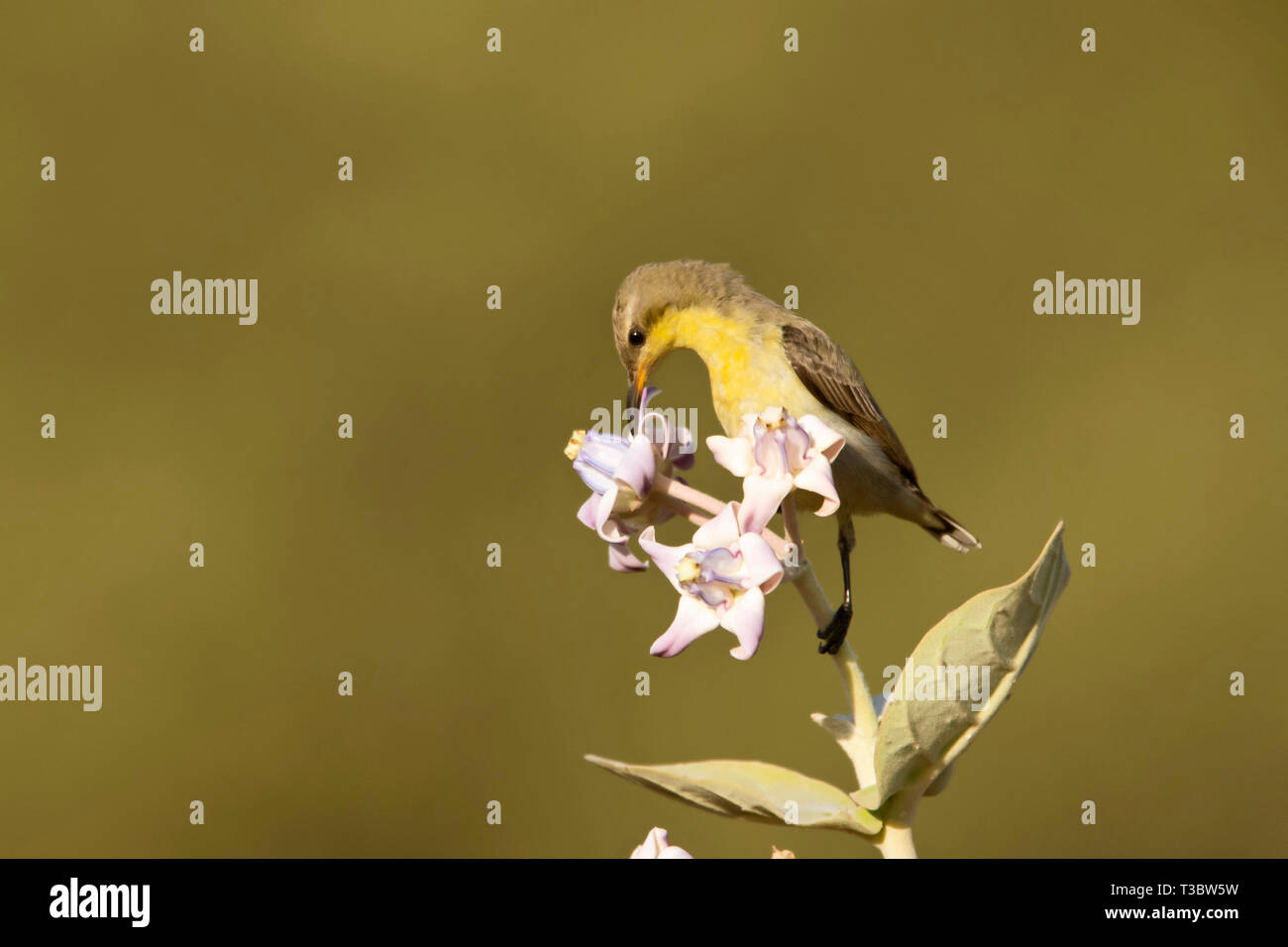 Purple sunbird, Cinnyris asiaticus, Pune, Maharashtra, India Stock ...