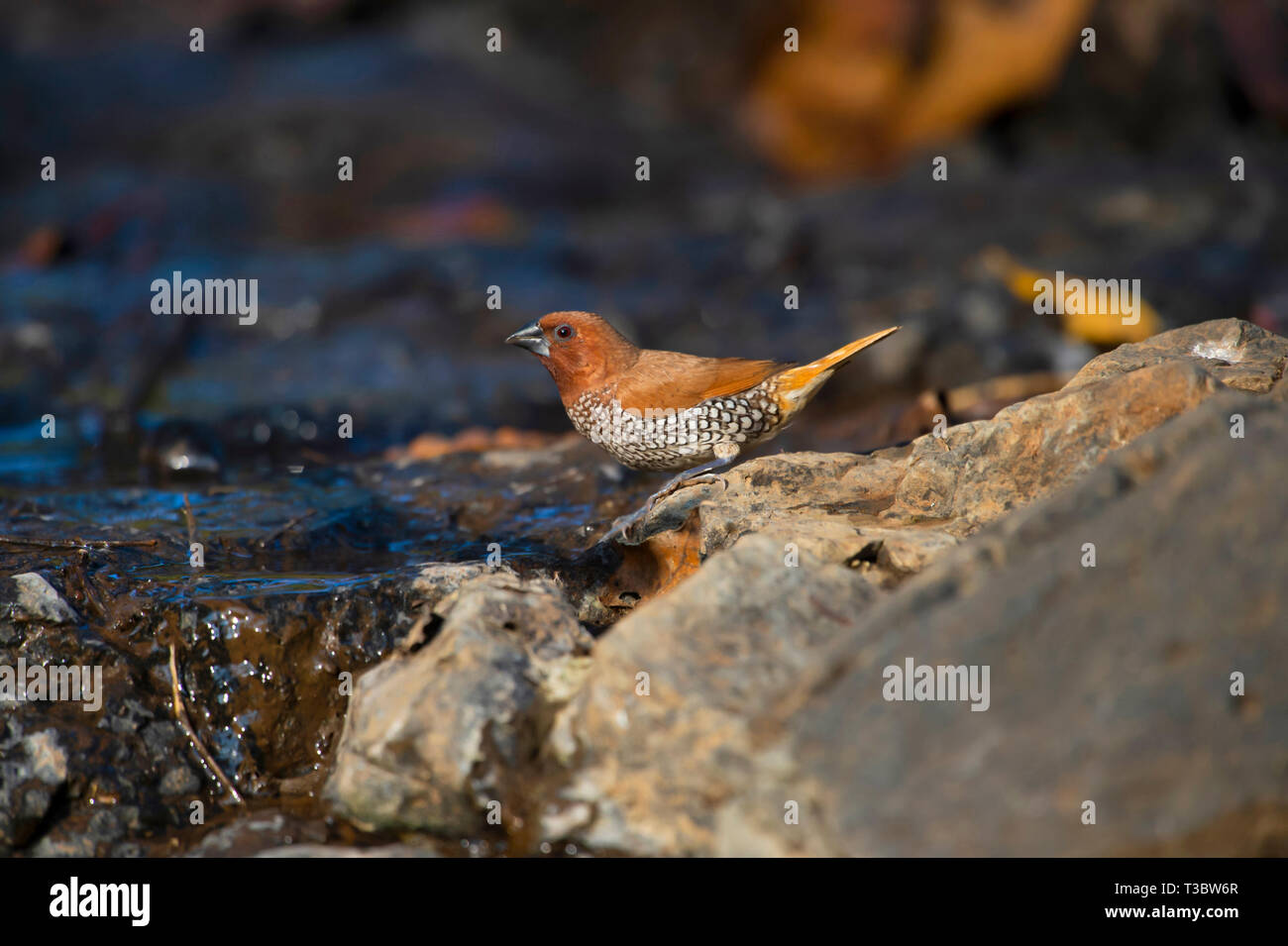 Red munia hi-res stock photography and images - Alamy