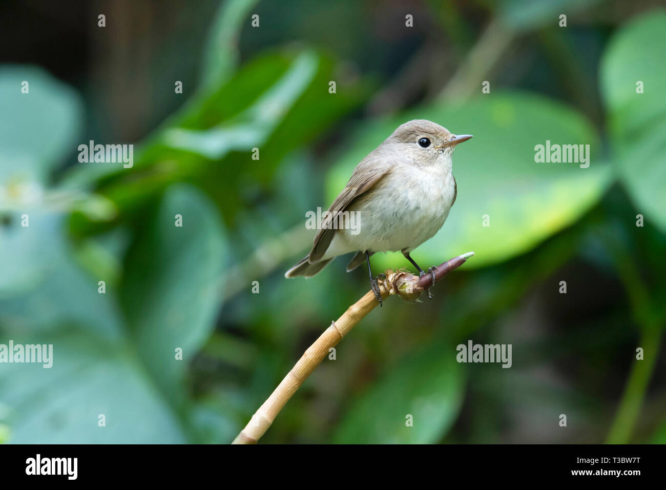 Taiga flycatcher or red-throated flycatcher, Ficedula albicilla, female ...