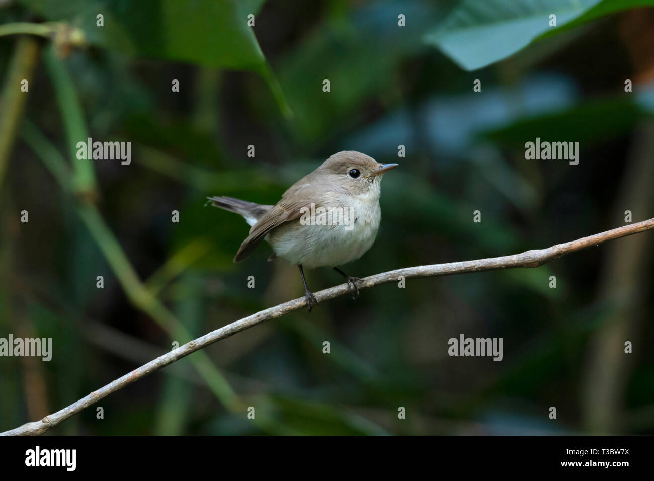 Taiga flycatcher or red-throated flycatcher, Ficedula albicilla, female ...