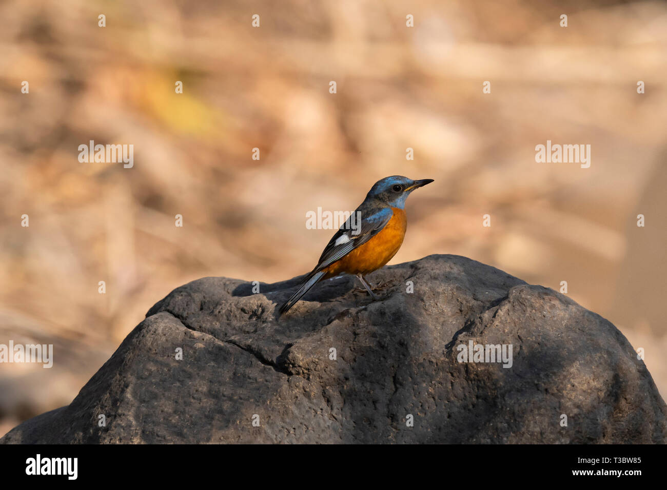 Blue-capped rock thrush, Monticola cinclorhyncha, male, Pune ...