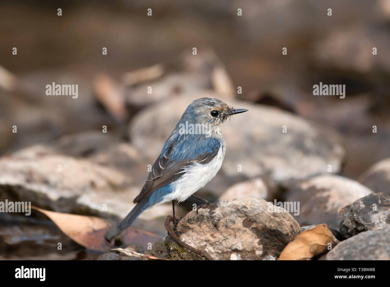 Ultramarine flycatcher or the white-browed blue flycatcher, Ficedula ...