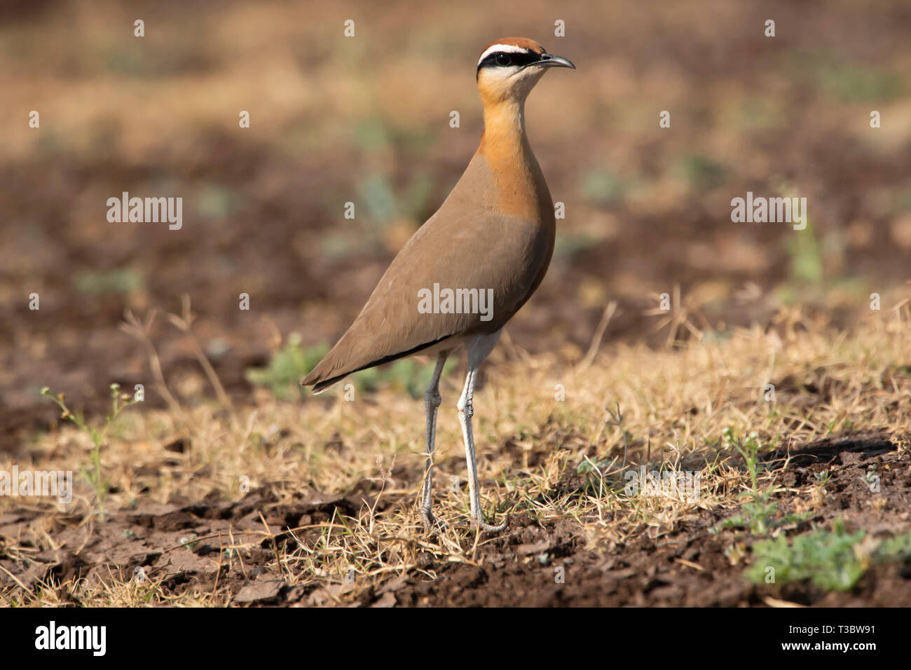 Indian Courser, Cursorius coromandelicus, Pune, Maharashtra, India ...