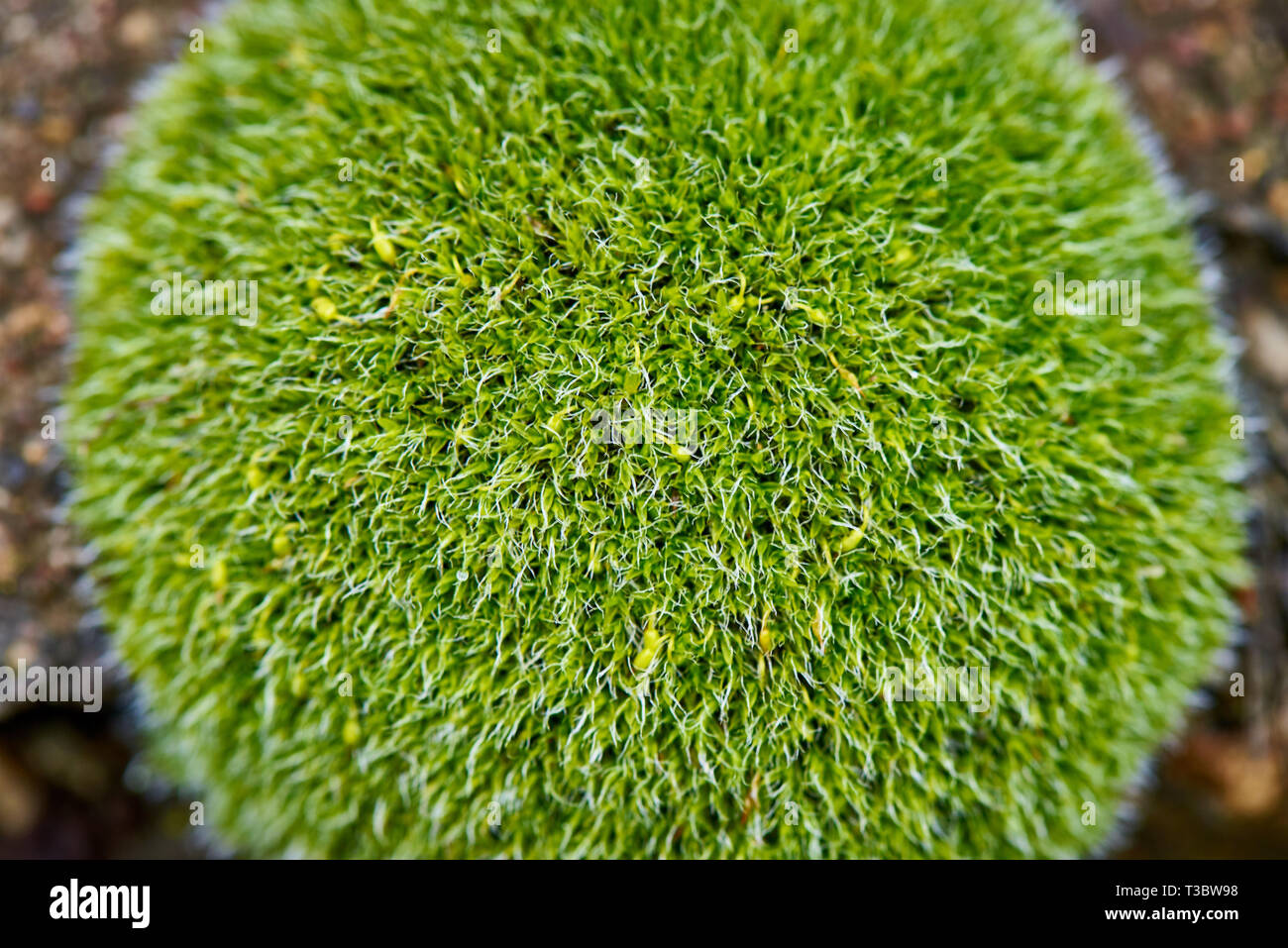 Background texture of green wet moss close-up Stock Photo - Alamy