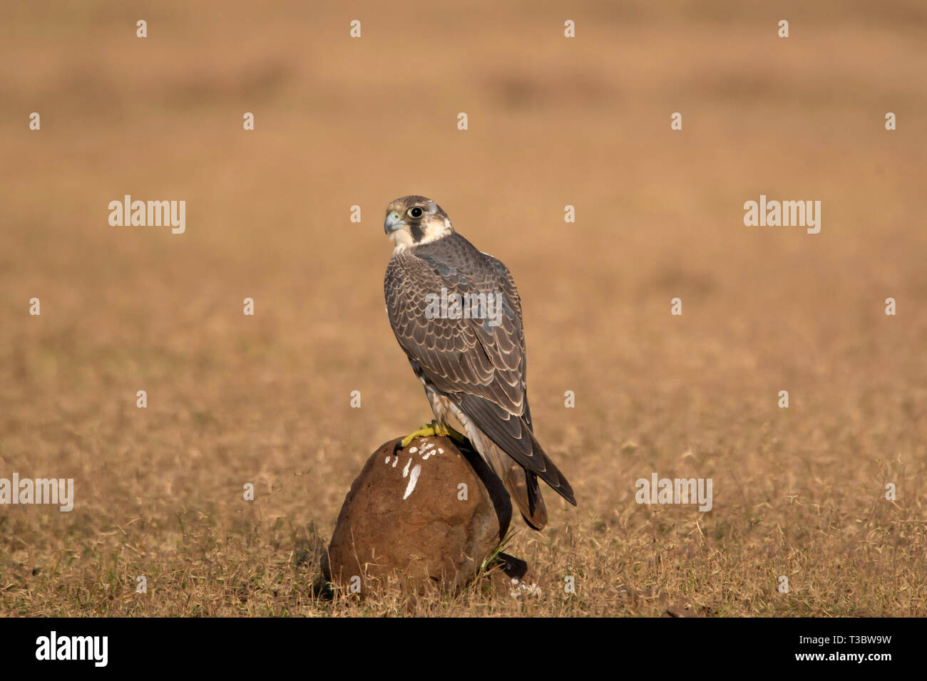 Bird falcon hi-res stock photography and images - Alamy