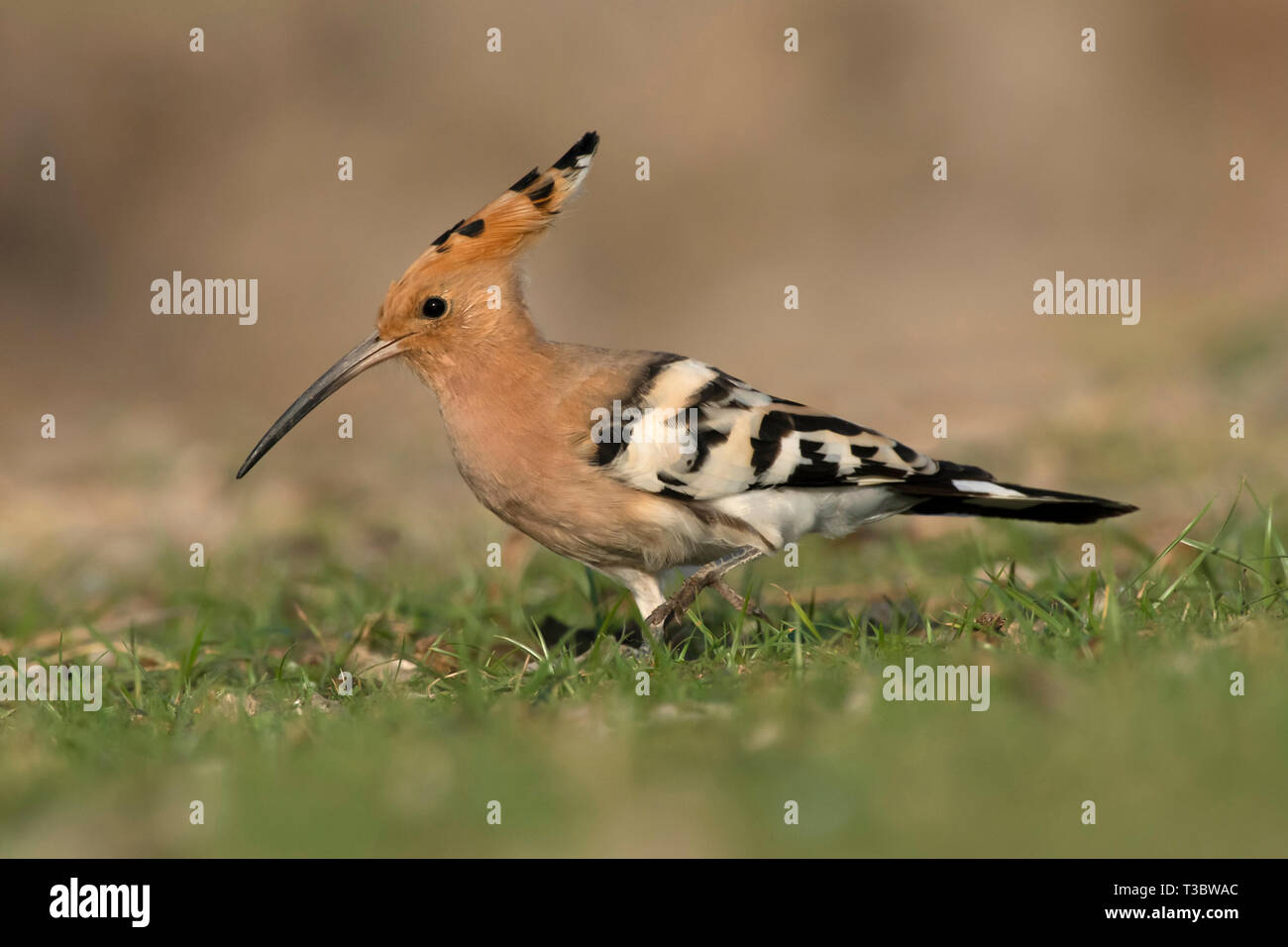 Common Hoopoe, Upupa epops, India Stock Photo - Alamy