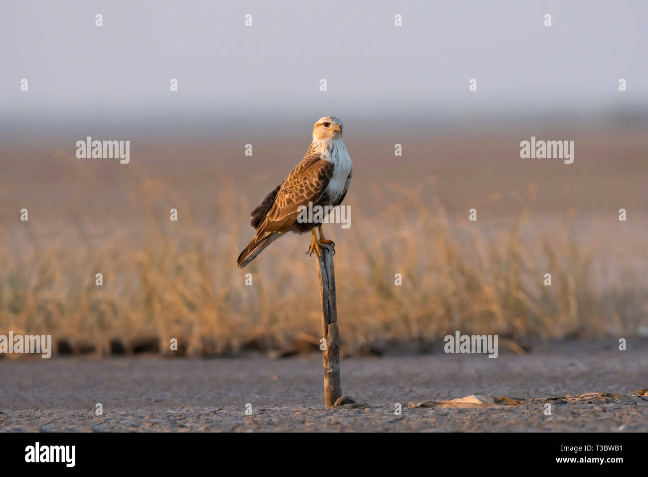 Buzzard india hi-res stock photography and images - Alamy