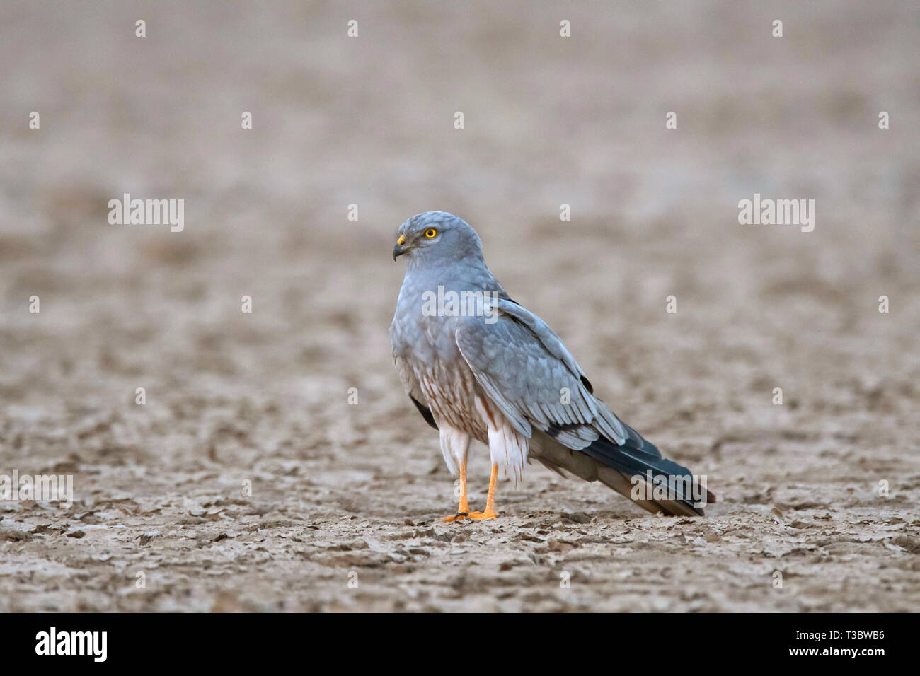 Montagu's harrier, Circus pygargus, male, India Stock Photo - Alamy