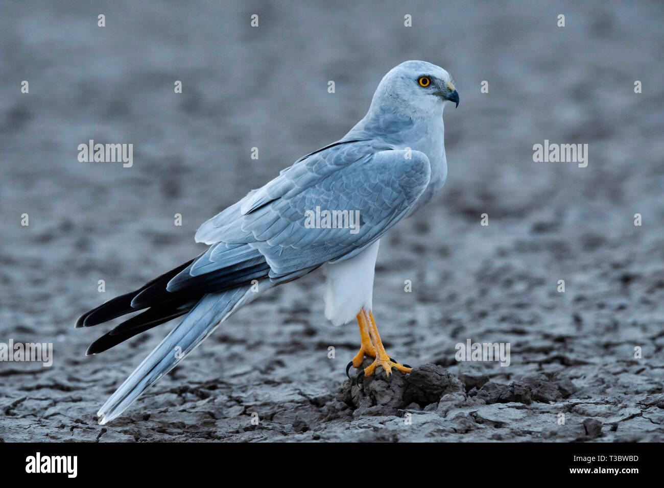Pallid harrier hi-res stock photography and images - Alamy