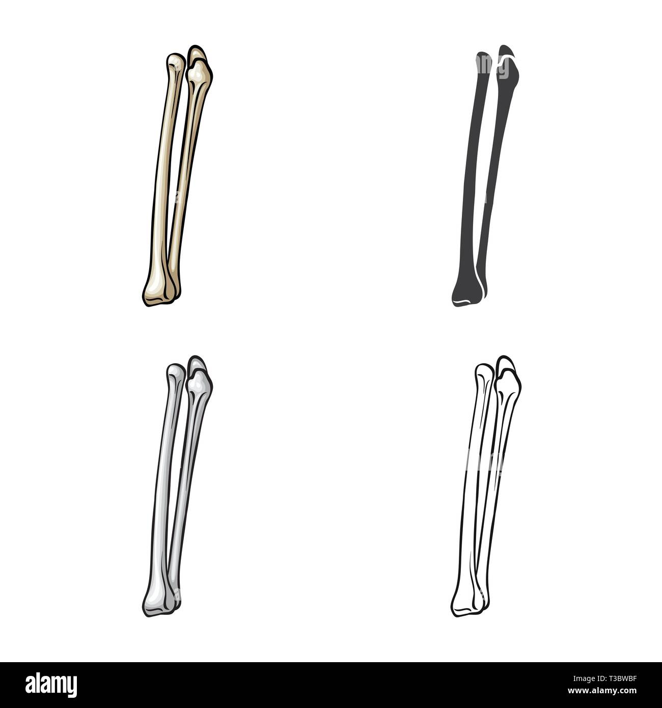 Human Tibia Stock Vector Images - Alamy