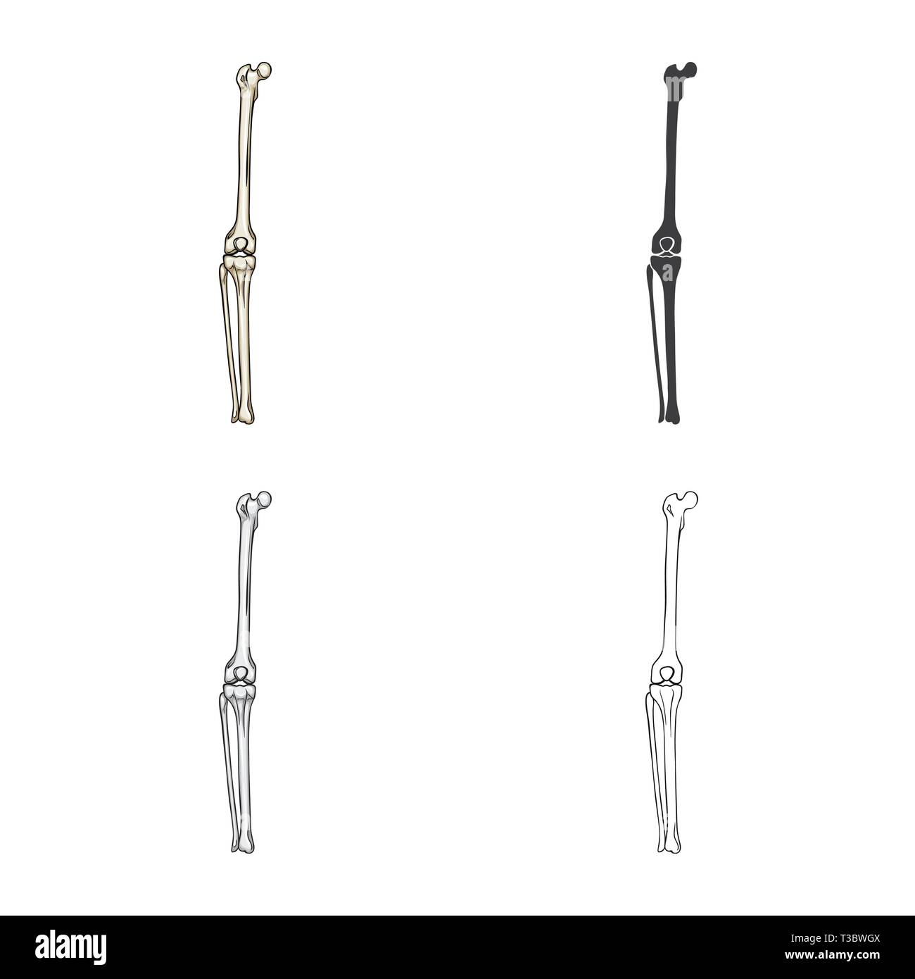 knee,joint,meniscus,body,foot,leg,surgery,injury,cartilage,motion ...