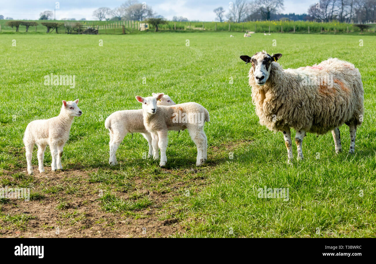 Dalesbred sheep hi-res stock photography and images - Alamy