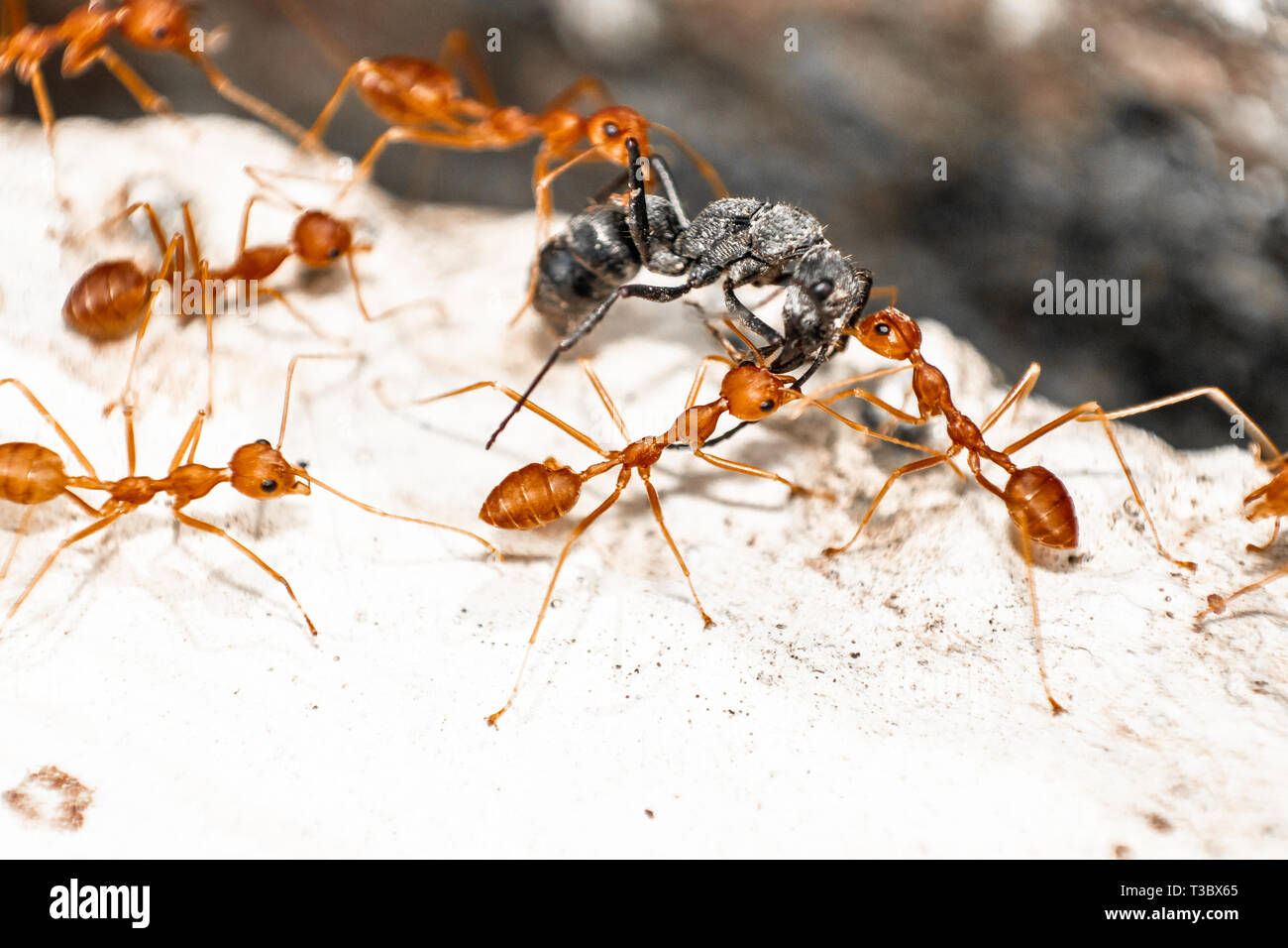 Red/Weaver ants tearing their prey apart, macro shot Stock Photo - Alamy