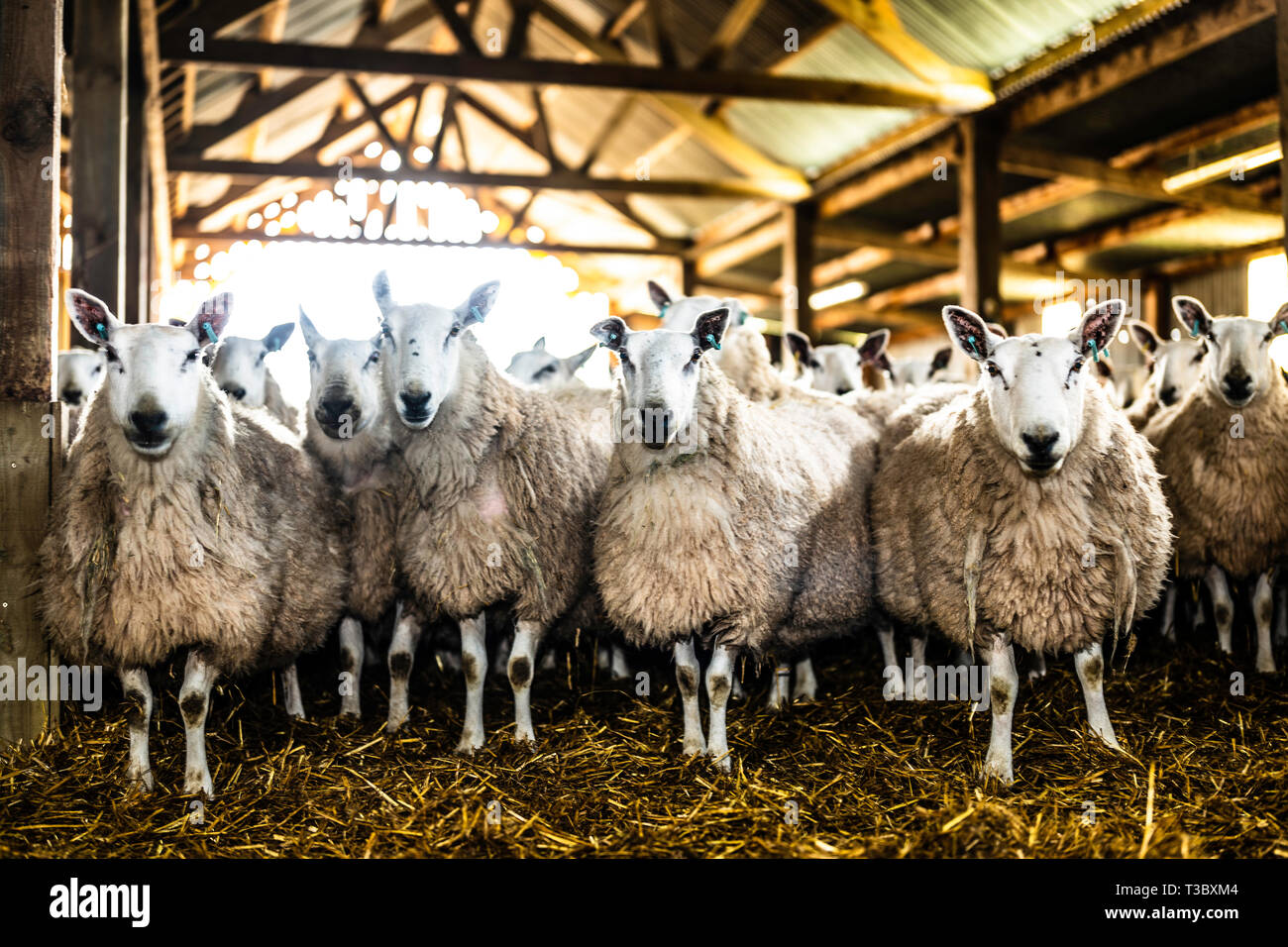 Scottish Sheep High Resolution Stock Photography and Images - Alamy