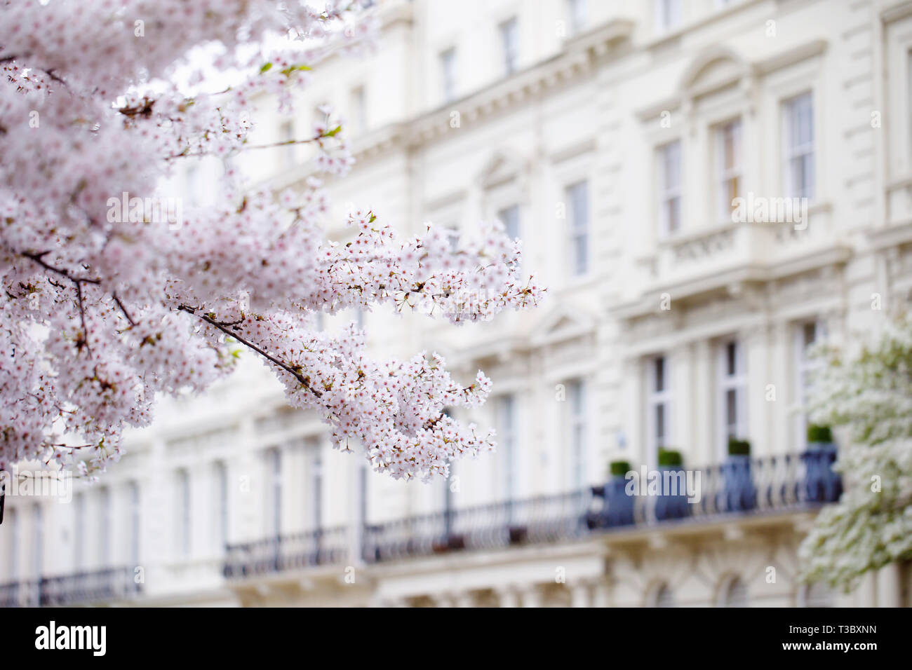 London cherry tree elegant building hi-res stock photography and images ...