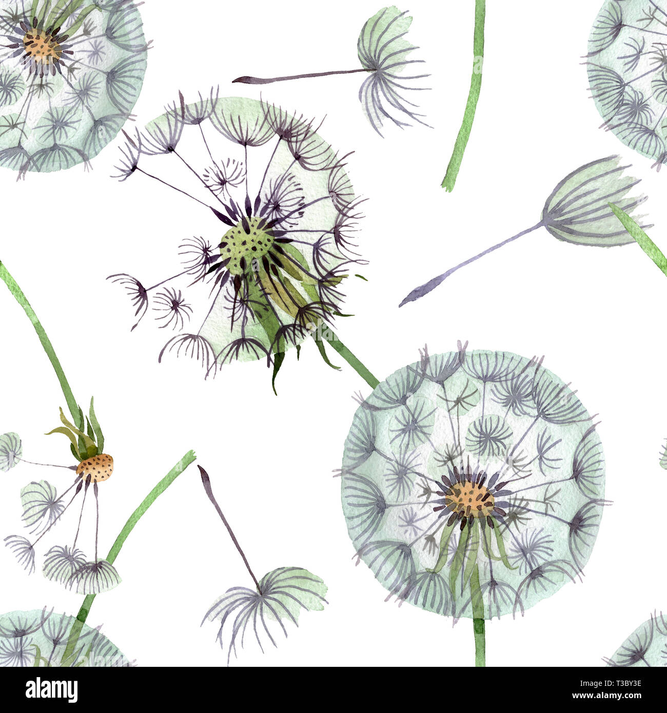 Dandelion blowball with seeds. Watercolor background illustration set ...