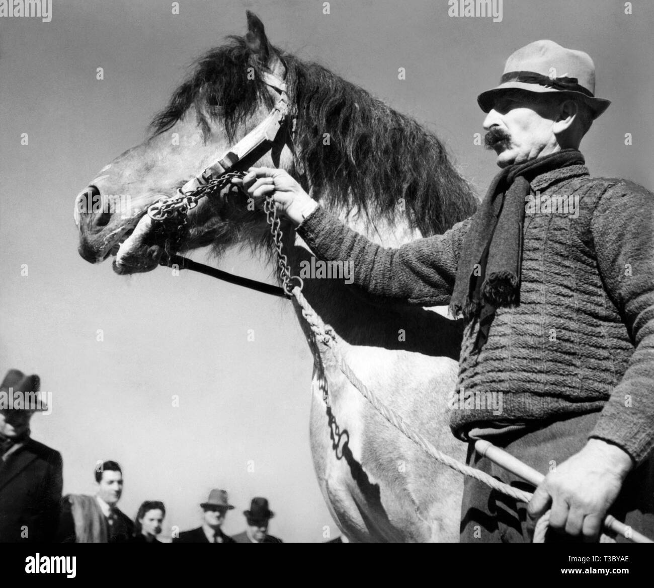 Draught animal Black and White Stock Photos & Images - Alamy