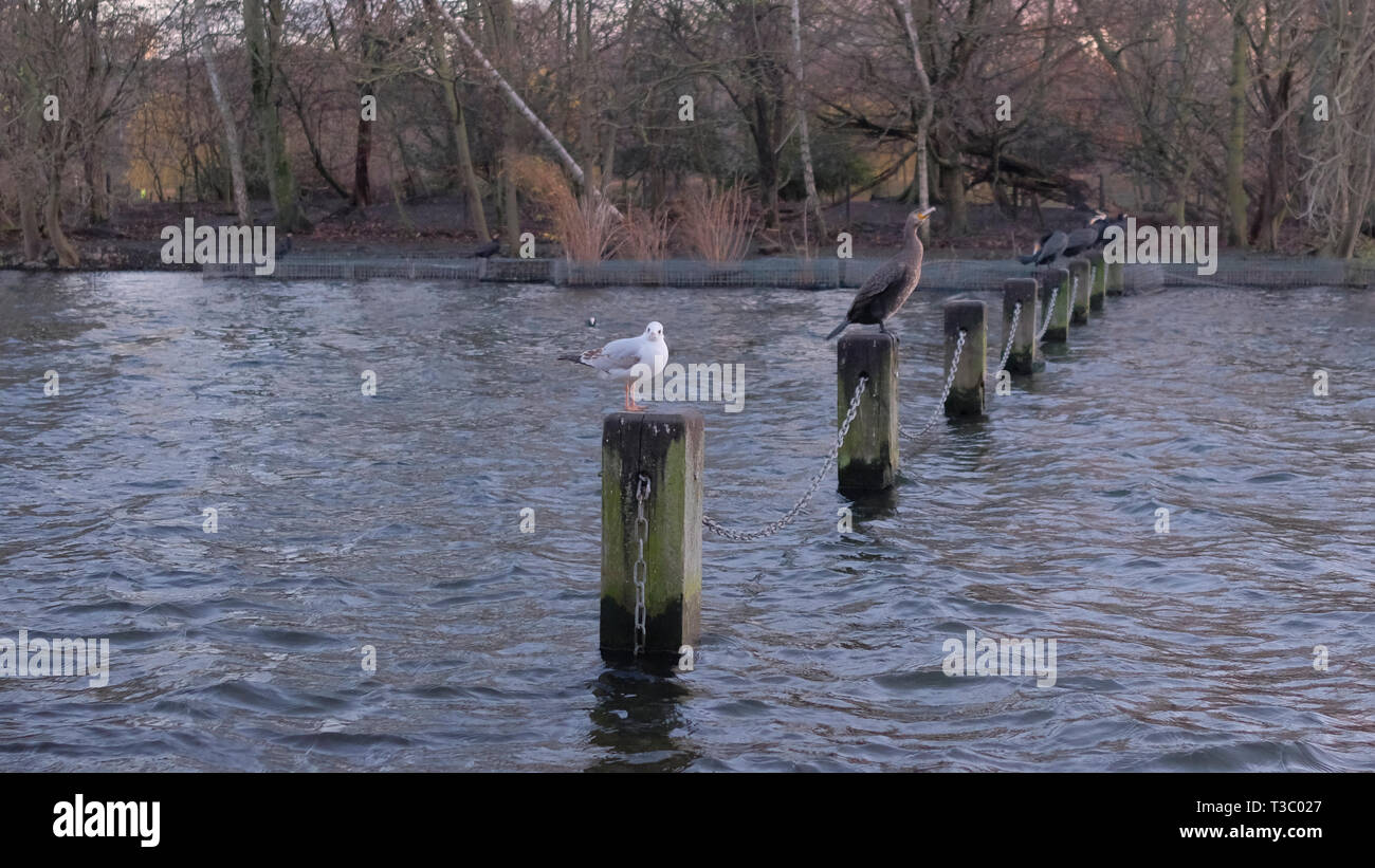 Kindon High Resolution Stock Photography and Images - Alamy