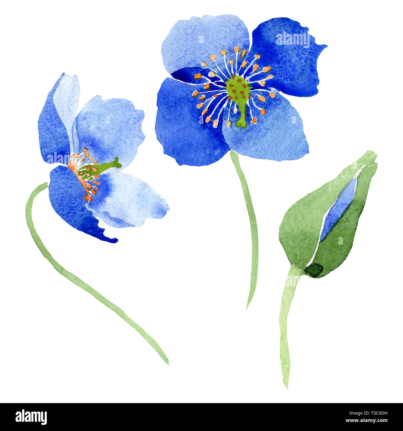 Blue poppy floral botanical flowers. Watercolor background illustration ...