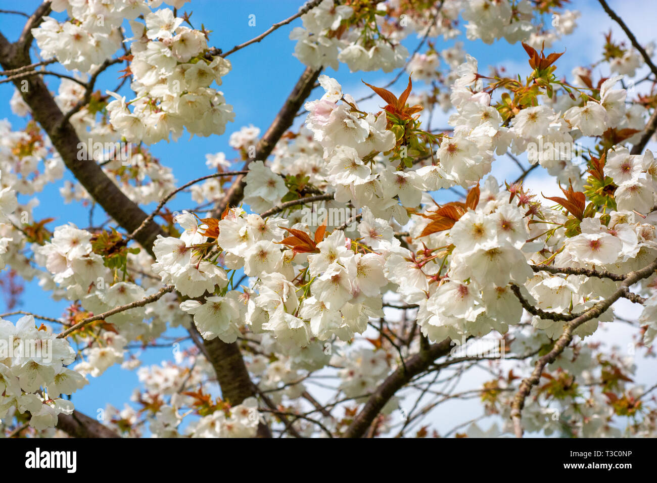 Prunus taihaku flowers hi-res stock photography and images - Alamy