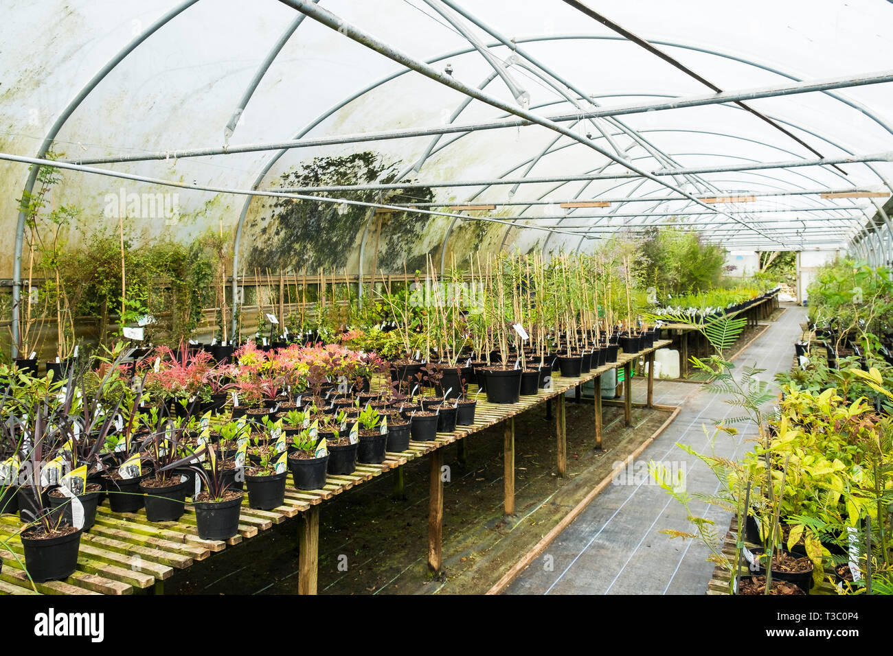 Plants for sale in a polytunnel in a plant nursery Stock Photo - Alamy