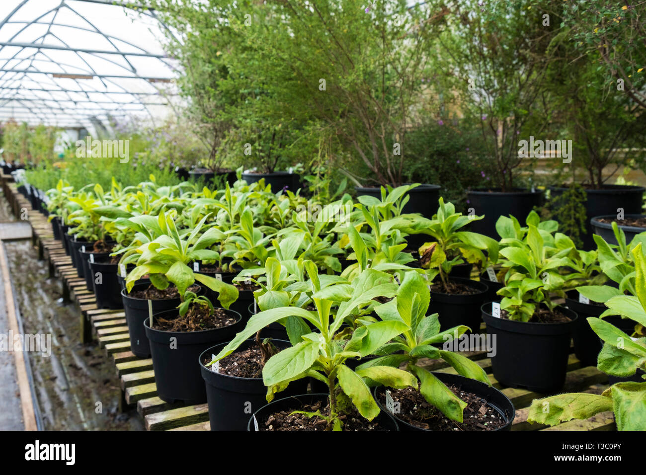 Plants growing and for sale in a polytunnel in a plant nursery Stock ...