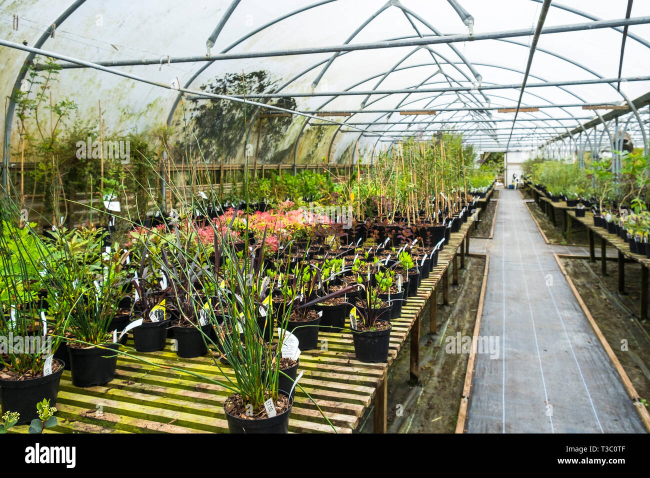 Plants growing and for sale in a polytunnel in a plant nursery Stock ...