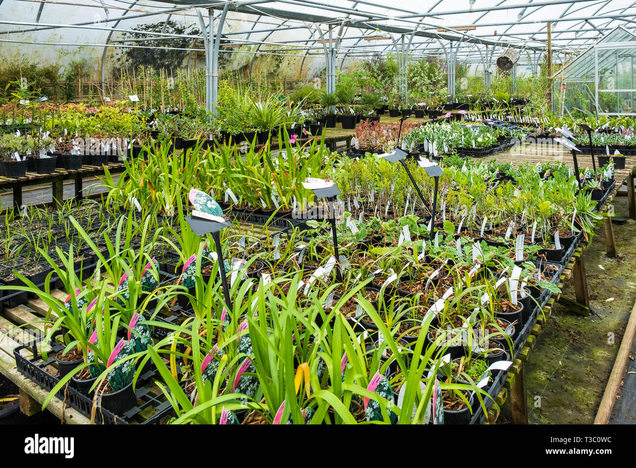 Plants growing and for sale in a polytunnel in a plant nursery Stock ...