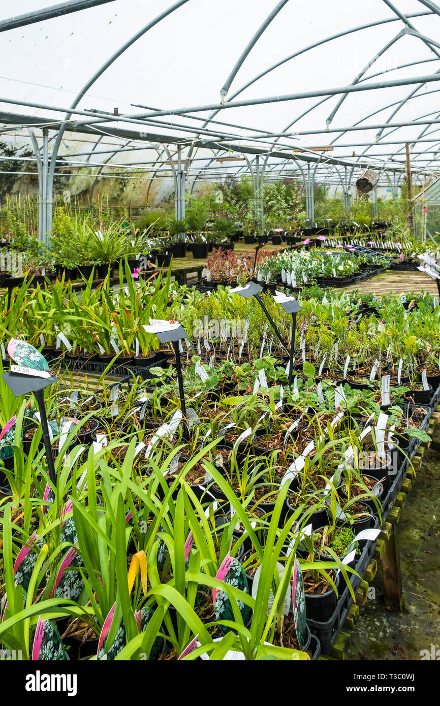 Plants growing and for sale in a polytunnel in a plant nursery Stock ...