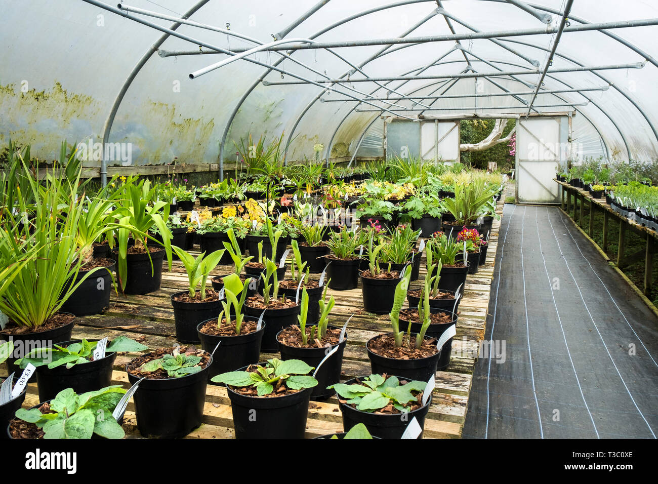 Plants growing and for sale in a polytunnel in a plant nursery Stock ...
