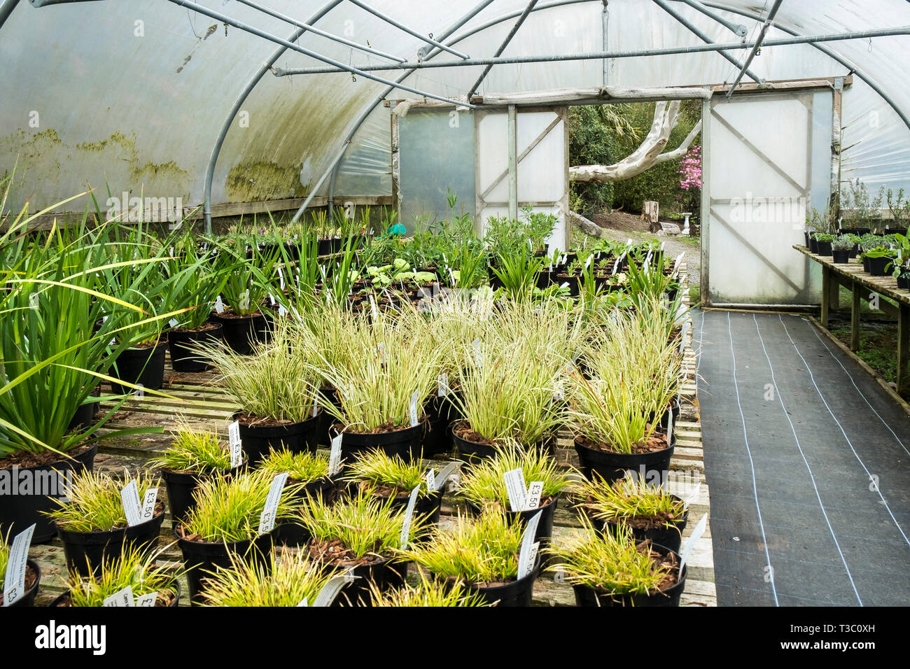 Plants growing and for sale in a polytunnel in a plant nursery Stock ...